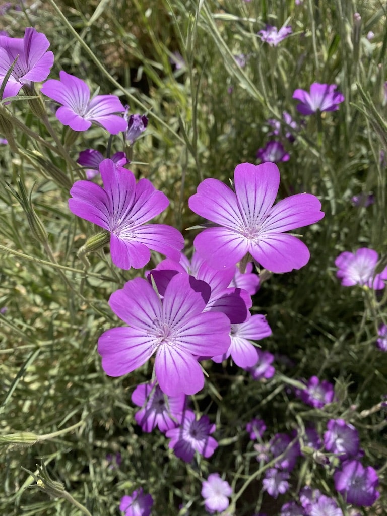 Agrostemma – Henns Flower Farm