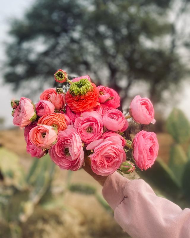 Henns Flower Farm – Flower Farm Namibia